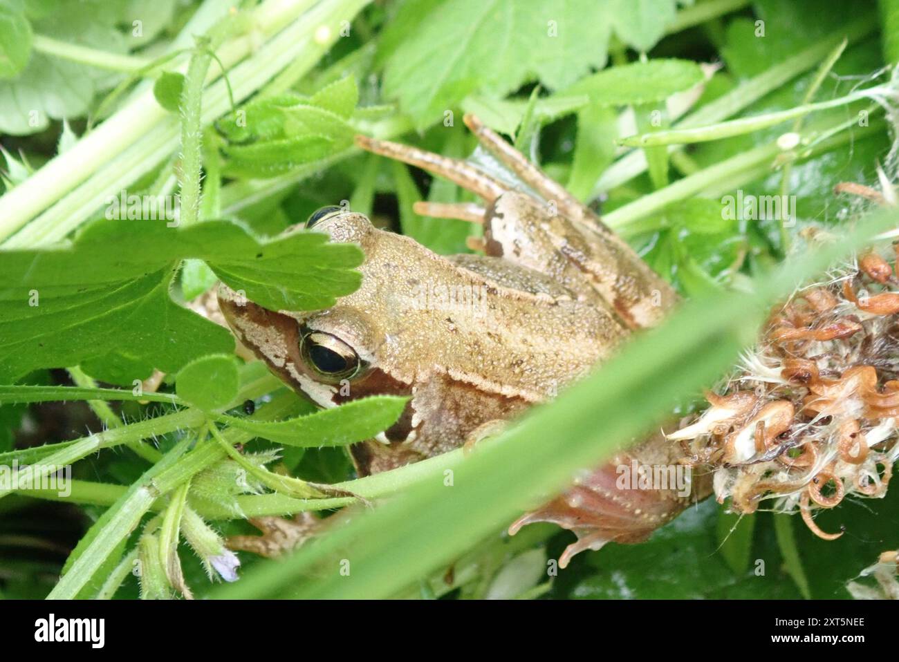 Pond Frogs (Rana) Amphibia Stock Photo - Alamy