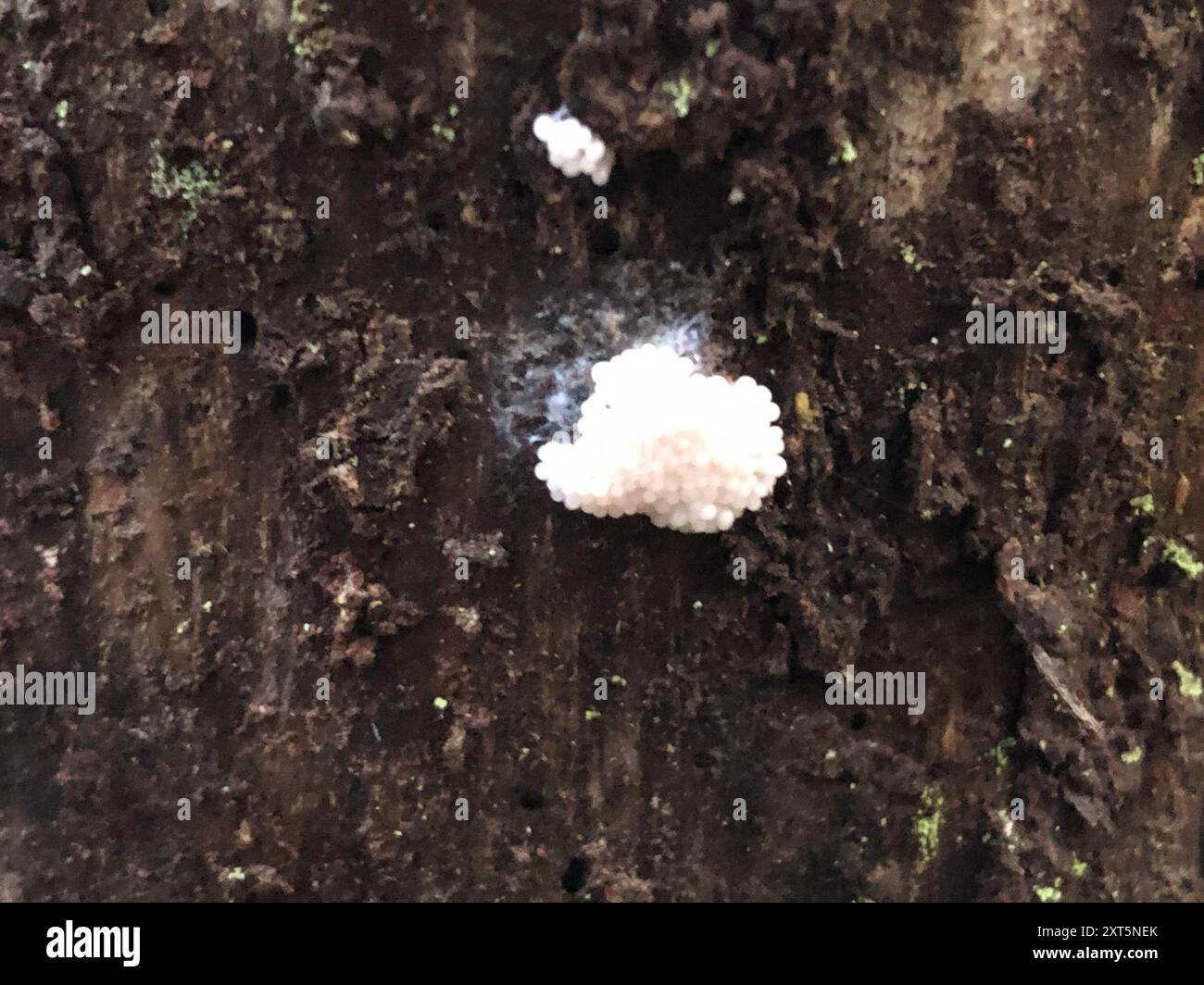 True slime molds hi-res stock photography and images - Alamy