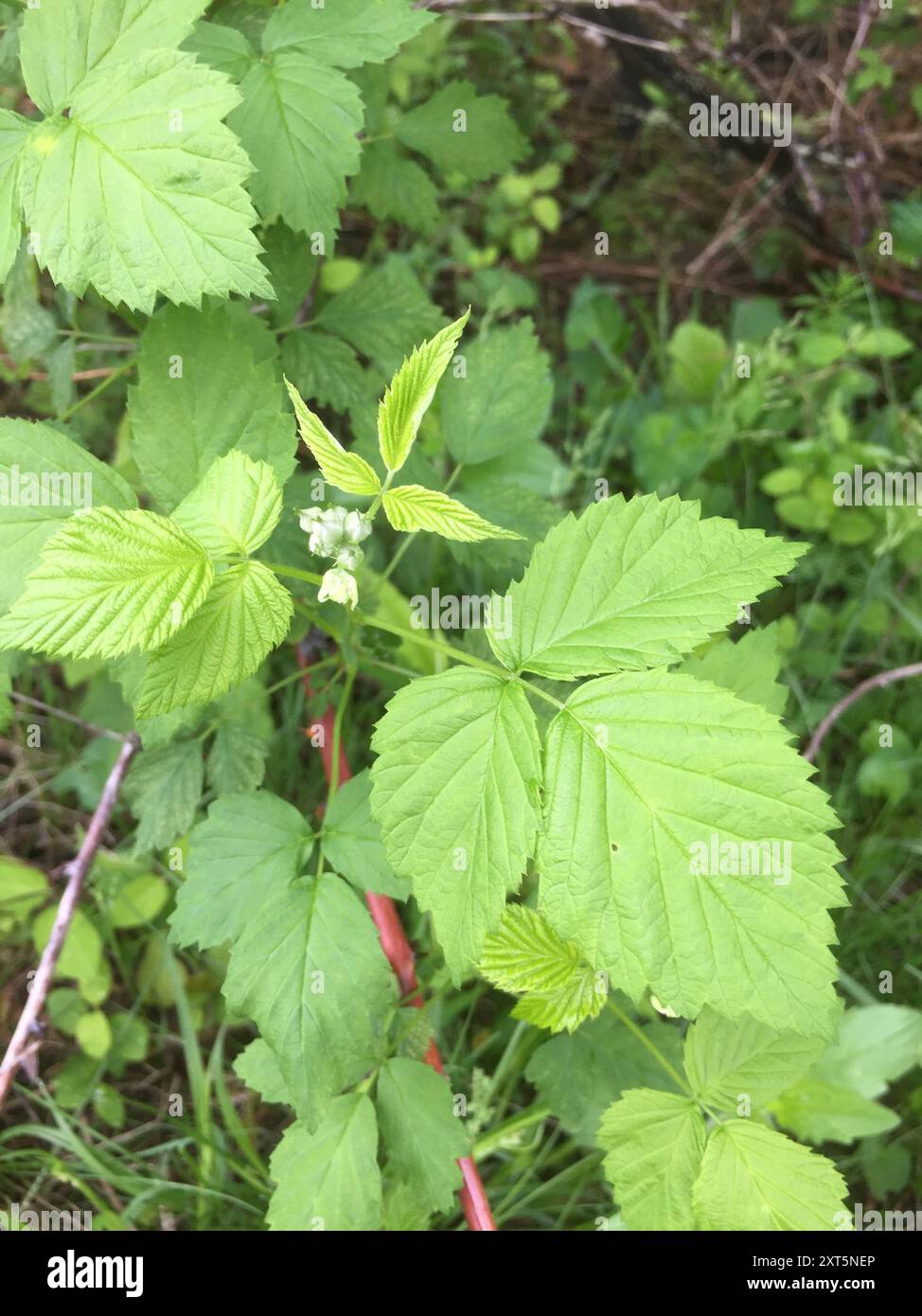black raspberry (Rubus occidentalis) Plantae Stock Photo - Alamy