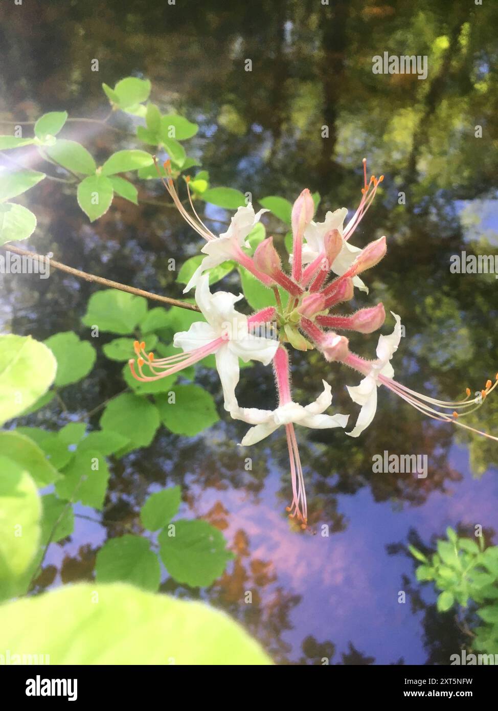 Pinxter Flower (Rhododendron periclymenoides) Plantae Stock Photo - Alamy