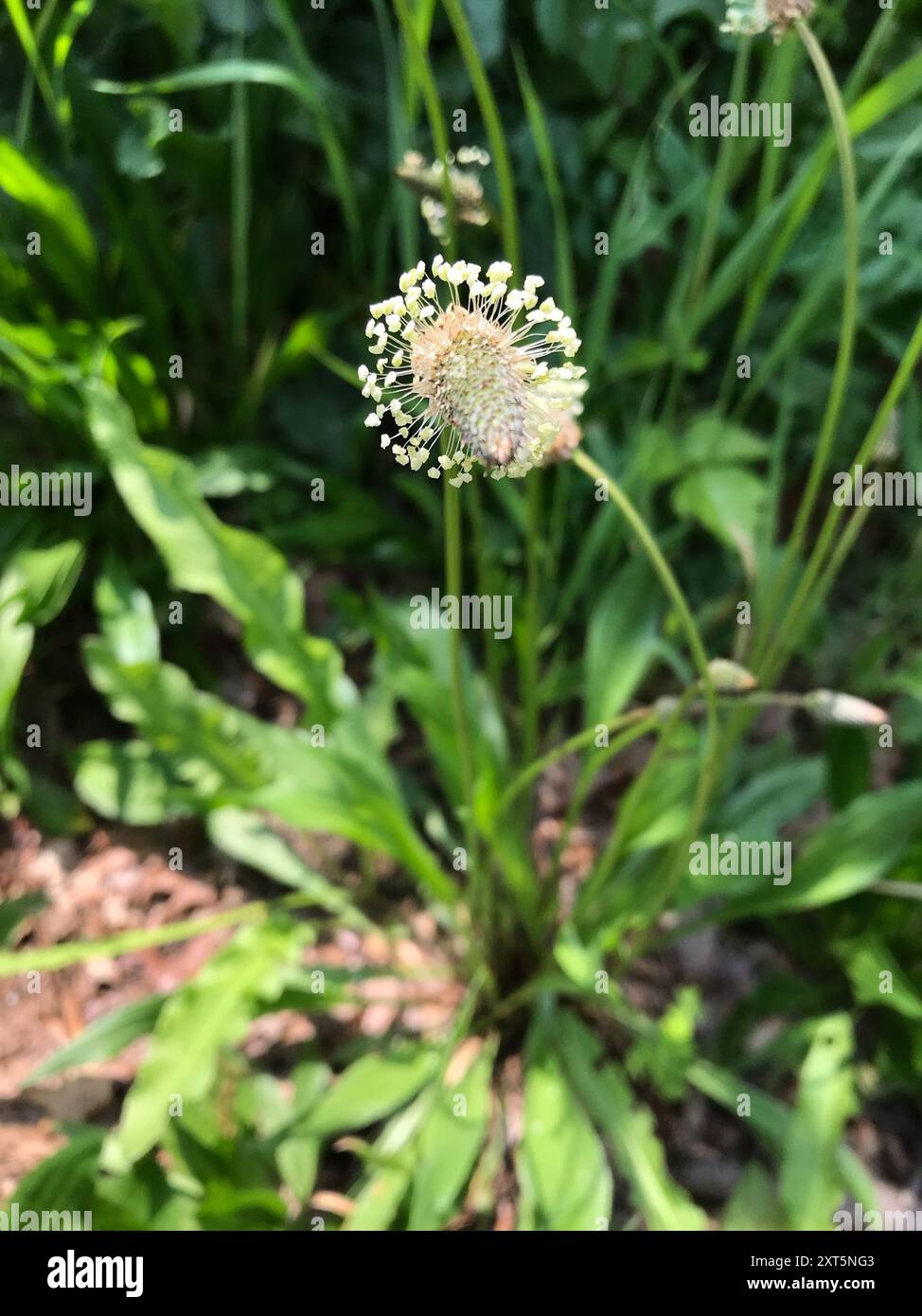 ribwort plantain (Plantago lanceolata) Plantae Stock Photo - Alamy