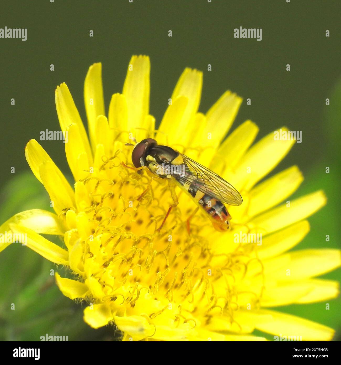 Forked Globetail (Sphaerophoria sulphuripes) Insecta Stock Photo - Alamy