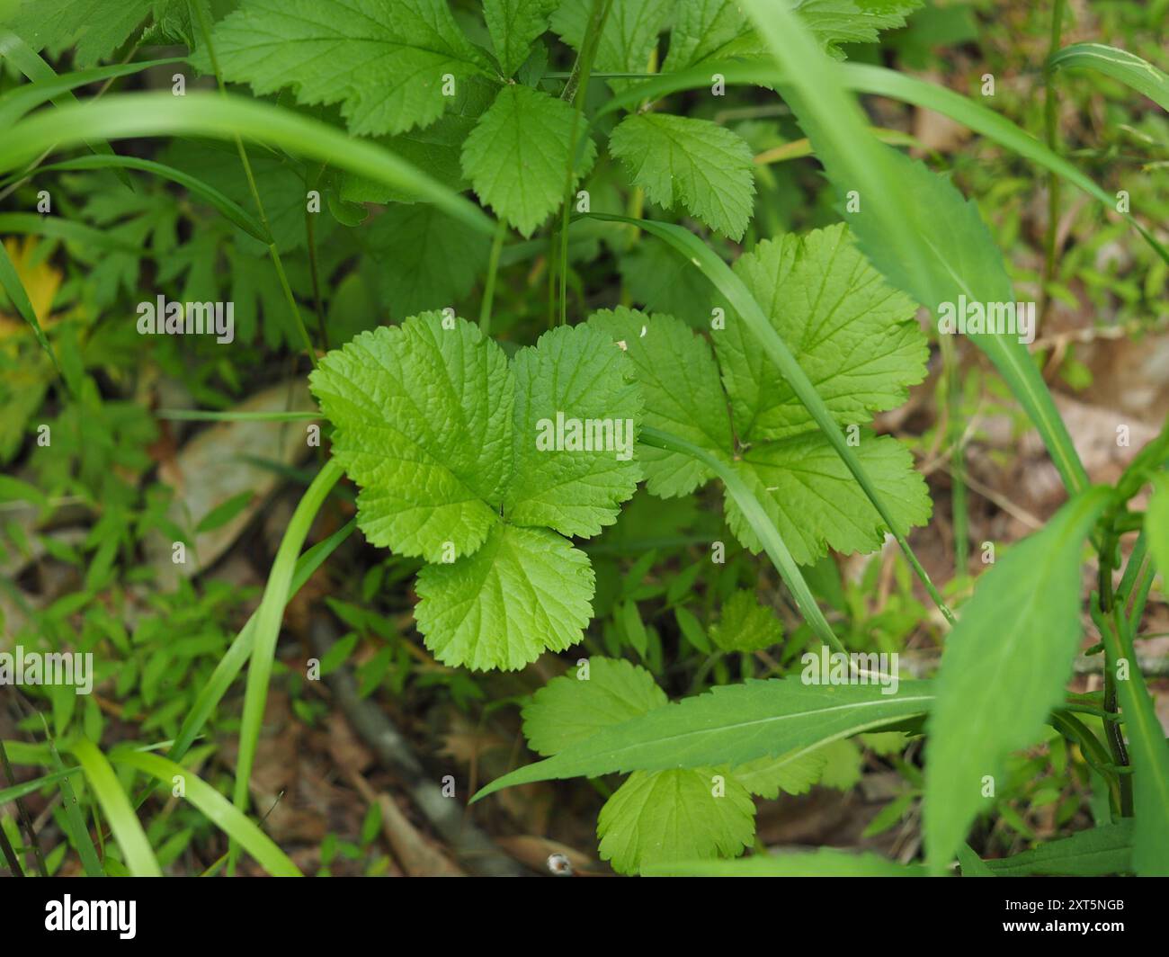 rough avens (Geum laciniatum) Plantae Stock Photo - Alamy