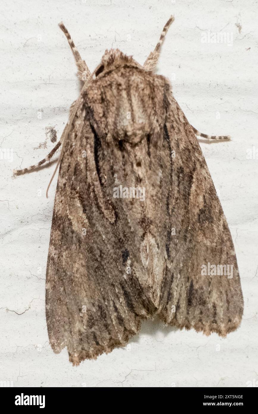 Confused Woodgrain Moth (Morrisonia confusa) Insecta Stock Photo - Alamy
