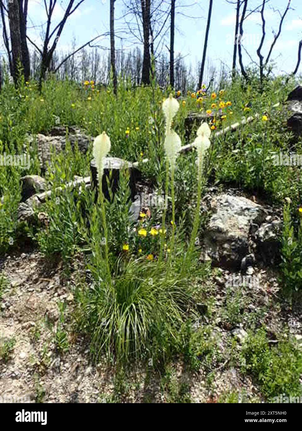 common beargrass (Xerophyllum tenax) Plantae Stock Photo - Alamy