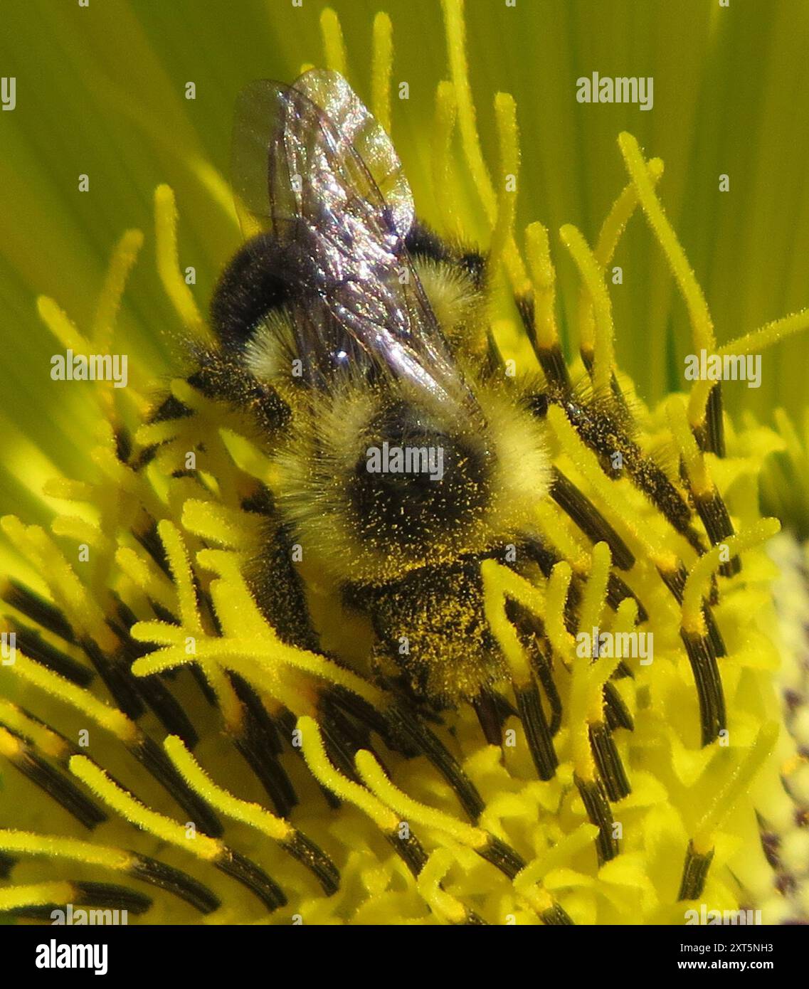 Common Eastern Bumble Bee (Bombus impatiens) Insecta Stock Photo - Alamy