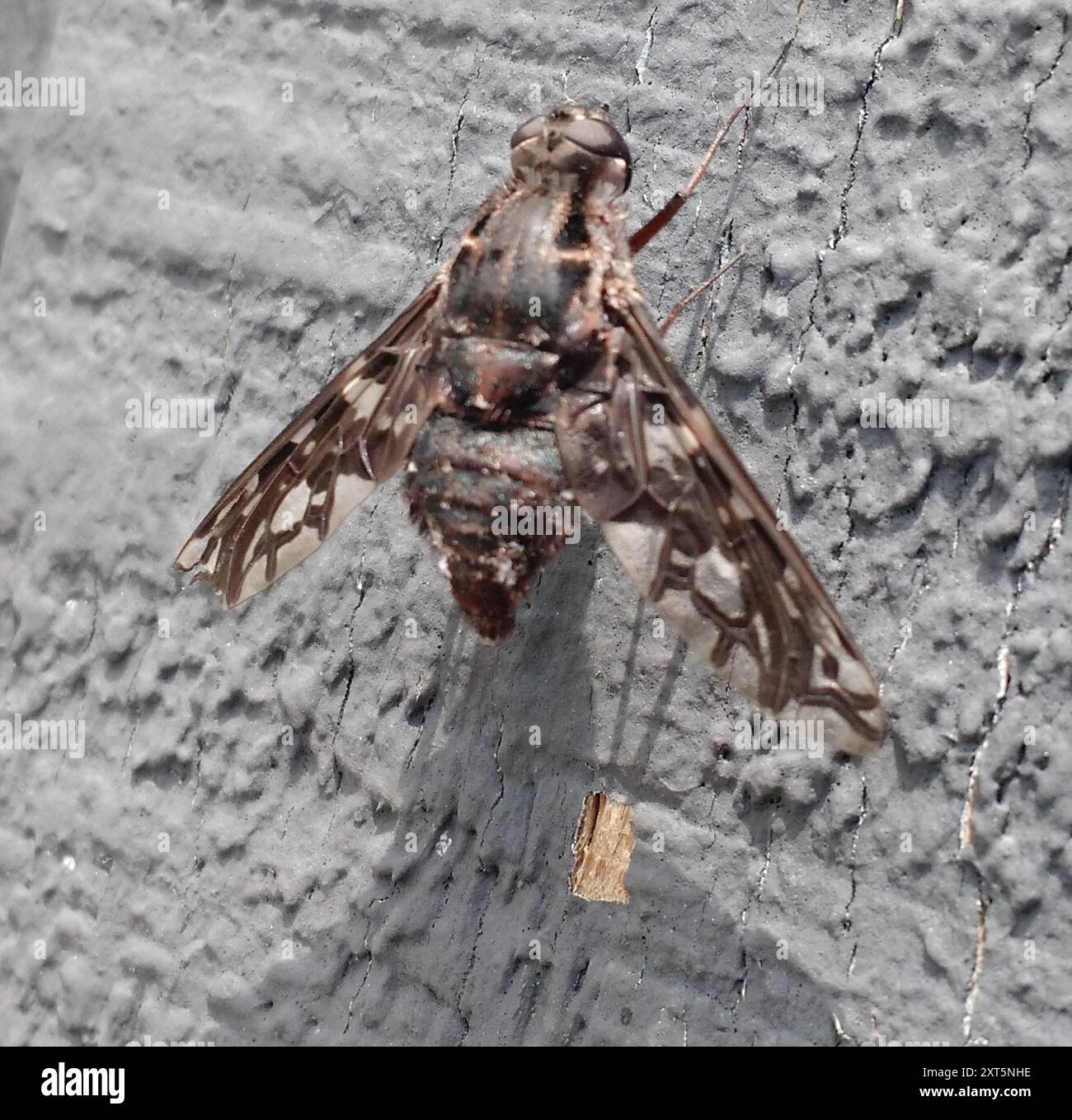 Tiger Bee Fly (Xenox tigrinus) Insecta Stock Photo - Alamy