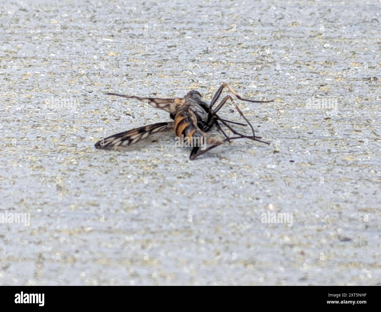 Common Snipe Fly (Rhagio mystaceus) Insecta Stock Photo - Alamy