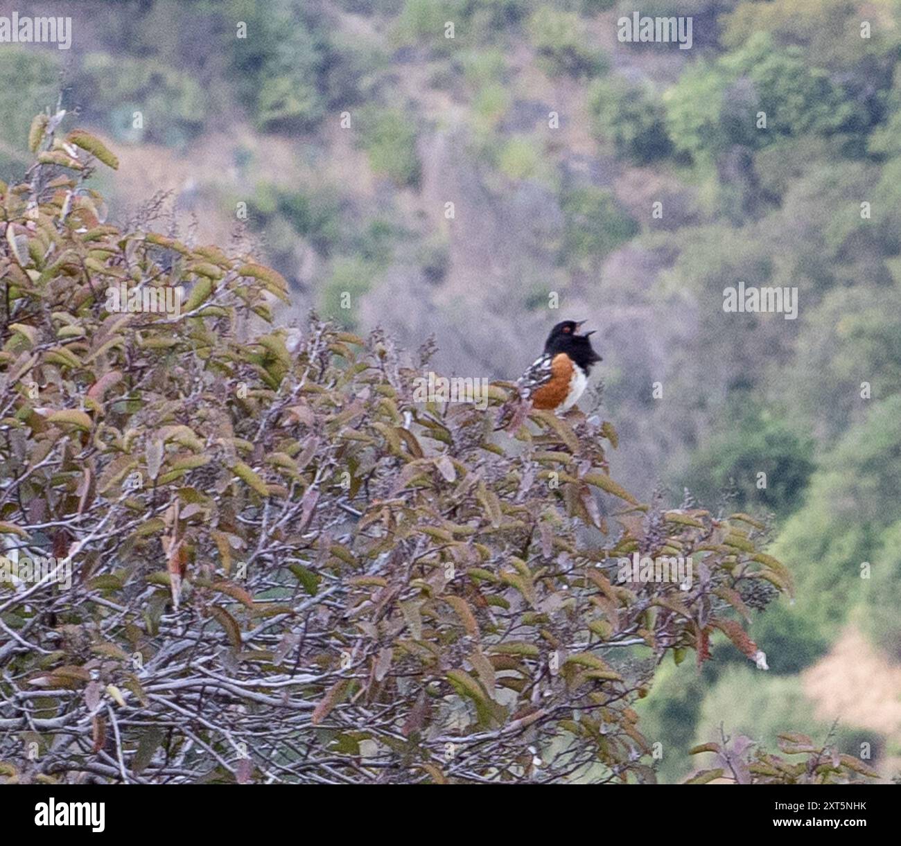 Spotted Towhee (Pipilo maculatus) Aves Stock Photo - Alamy