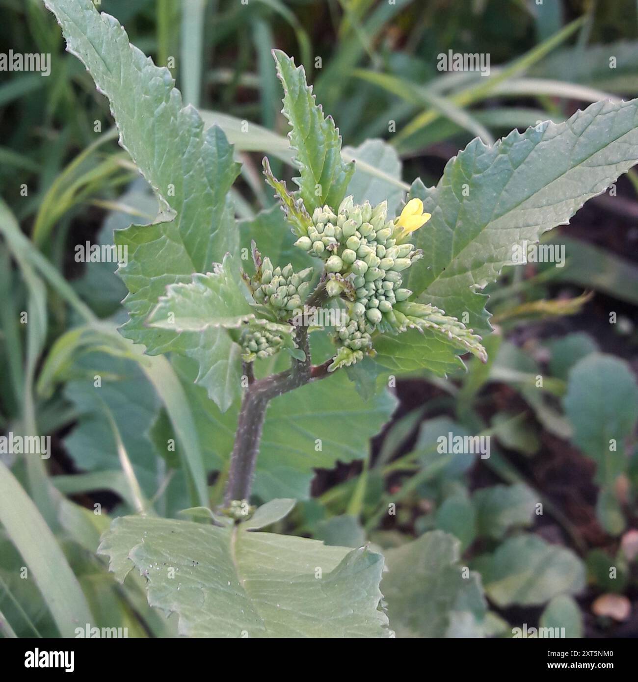 annual bastard cabbage (Rapistrum rugosum) Plantae Stock Photo - Alamy