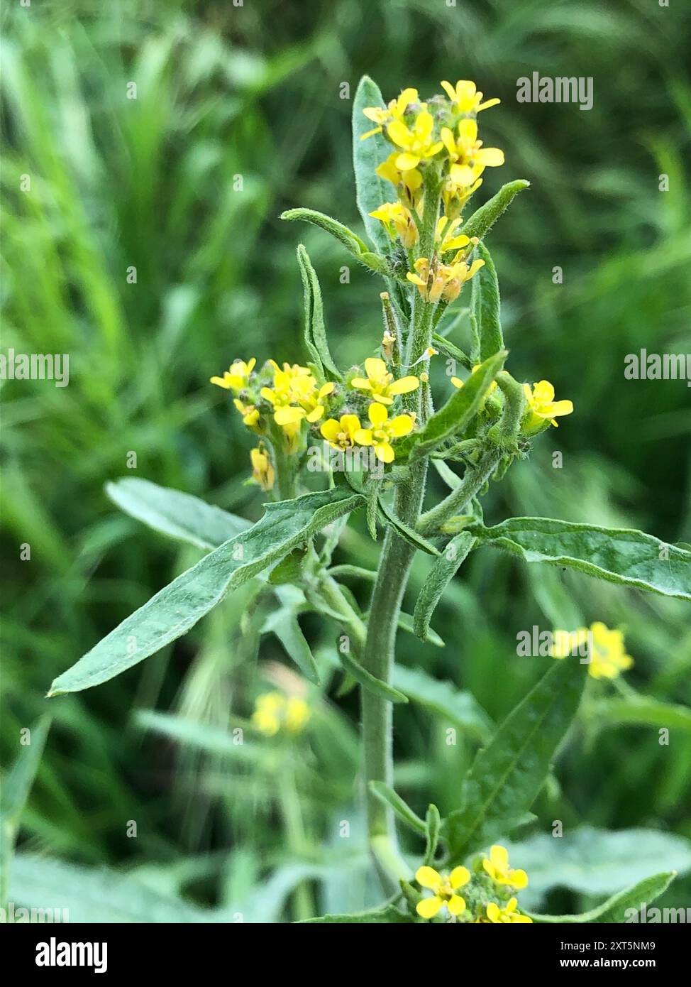 Hedge mustard (Sisymbrium officinale) Plantae Stock Photo - Alamy