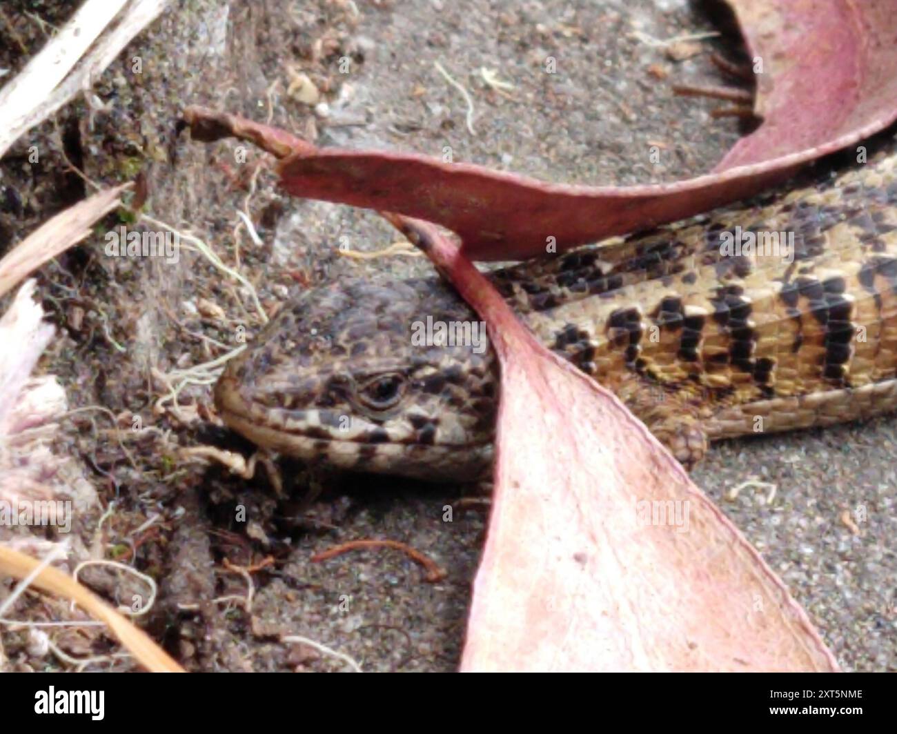 San Francisco Alligator Lizard (Elgaria coerulea coerulea) Reptilia ...