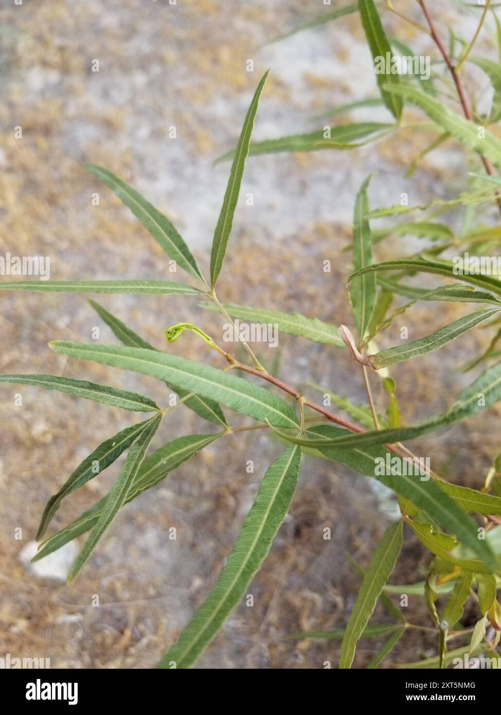 african sumac (Searsia lancea) Plantae Stock Photo - Alamy