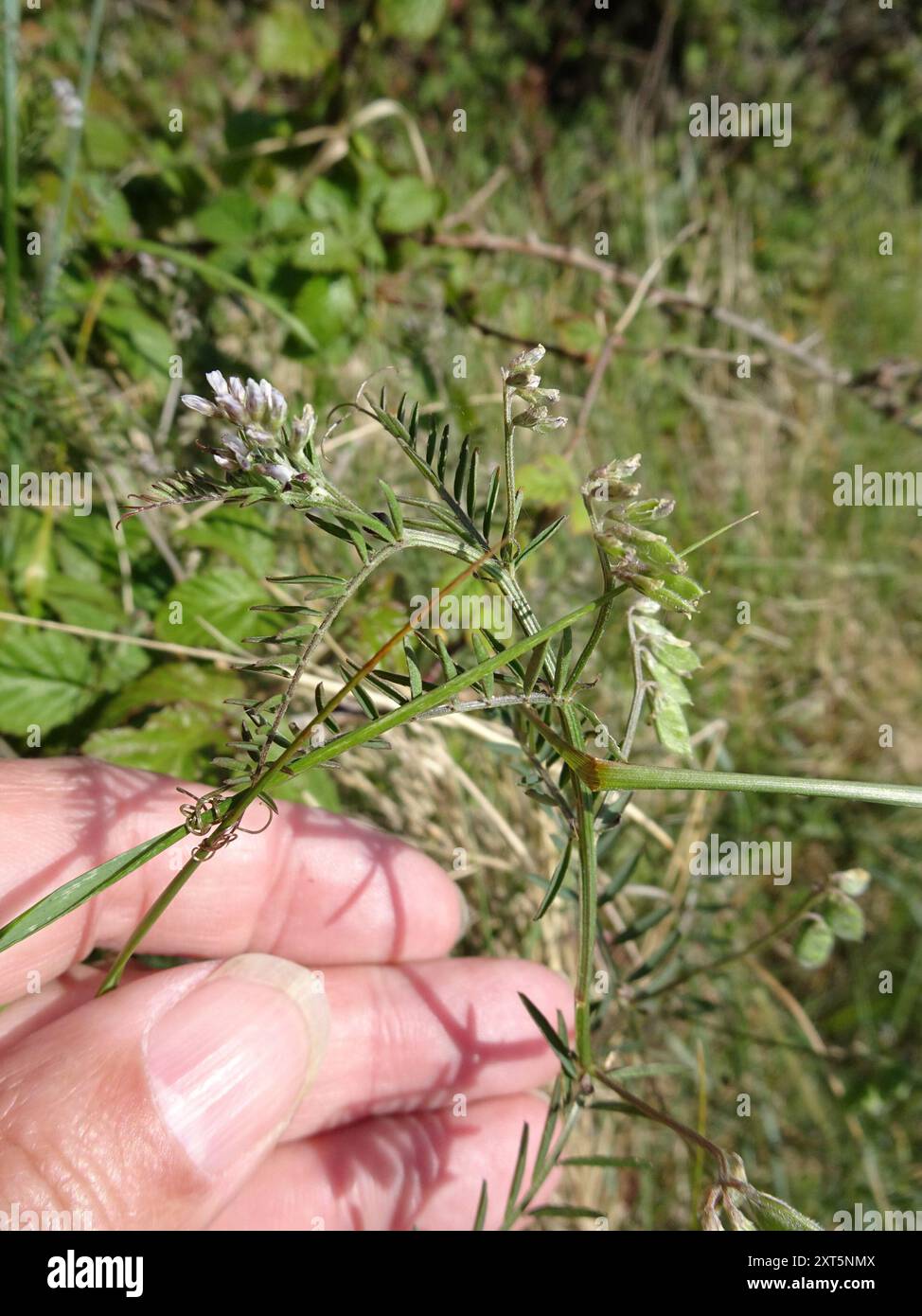 Hairy tare (Vicia hirsuta) Plantae Stock Photo - Alamy