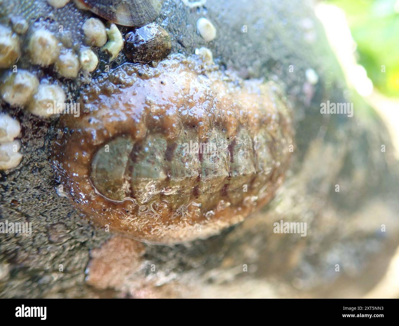 Chitons (Polyplacophora) Mollusca Stock Photo - Alamy