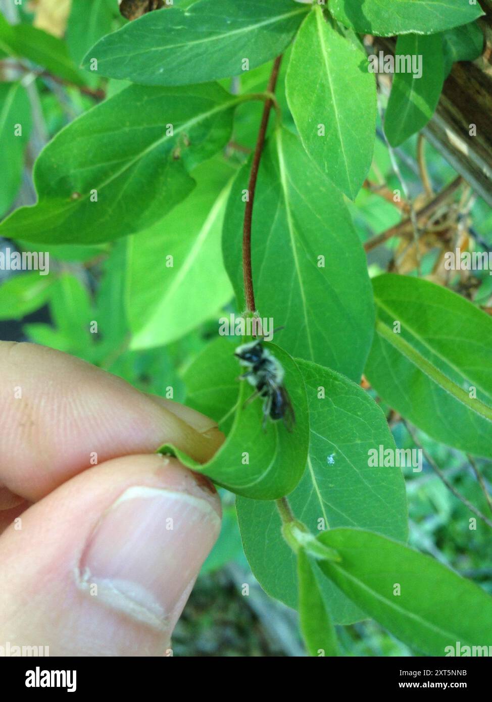 Mining Bees (Andrena) Insecta Stock Photo - Alamy