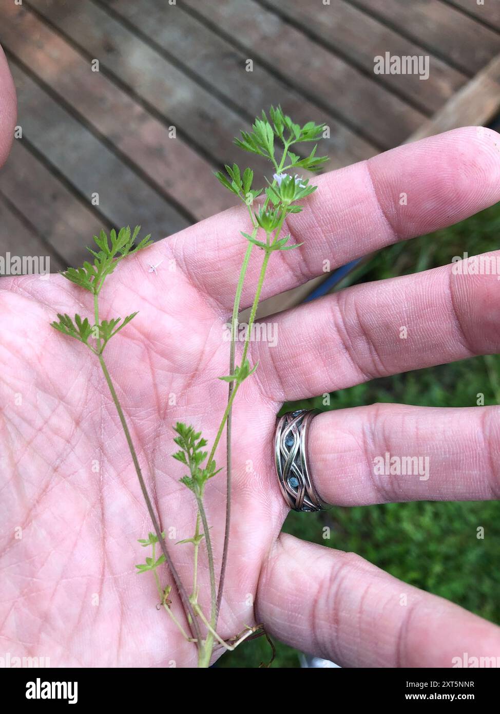 Field madder (Sherardia arvensis) Plantae Stock Photo - Alamy