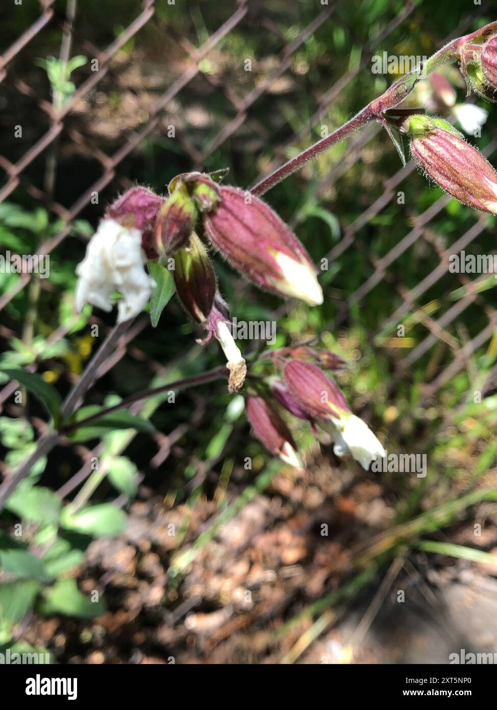 white campion (Silene latifolia) Plantae Stock Photo - Alamy