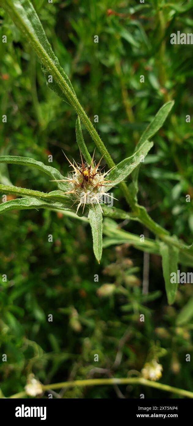 Maltese star-thistle (Centaurea melitensis) Plantae Stock Photo - Alamy