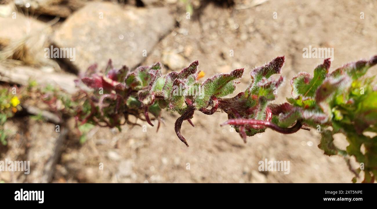 vascular plants (Tracheophyta) Plantae Stock Photo - Alamy