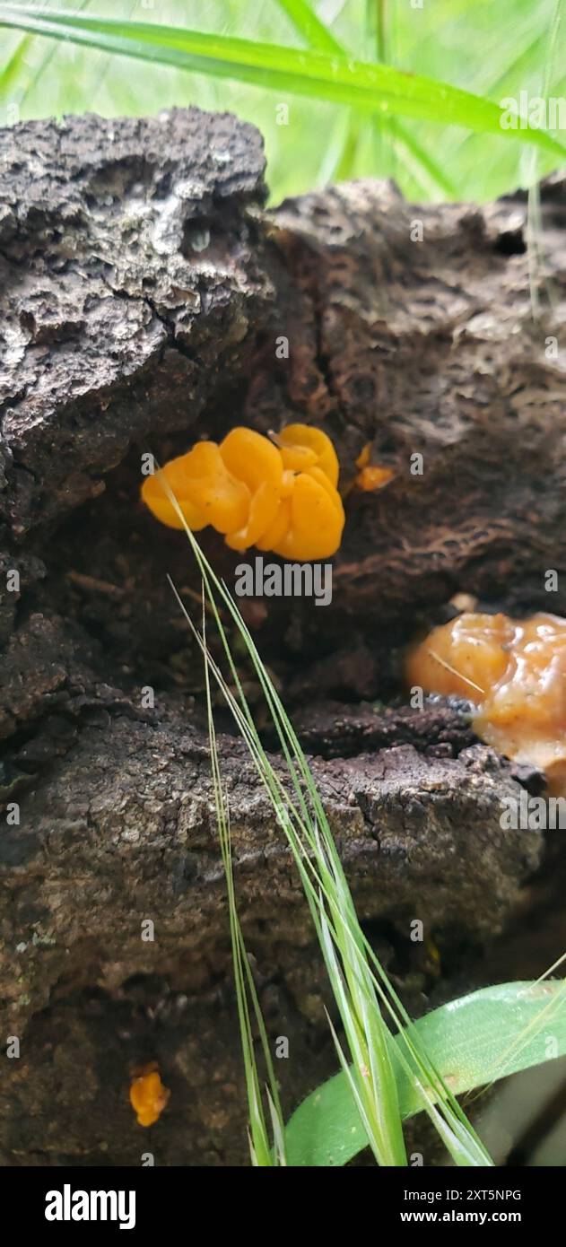 golden ear (Naematelia aurantia) Fungi Stock Photo - Alamy