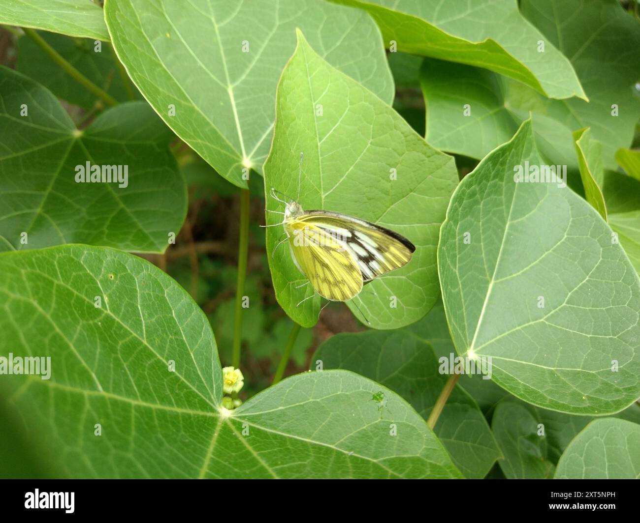 Common Gull (Cepora nerissa) Insecta Stock Photo - Alamy