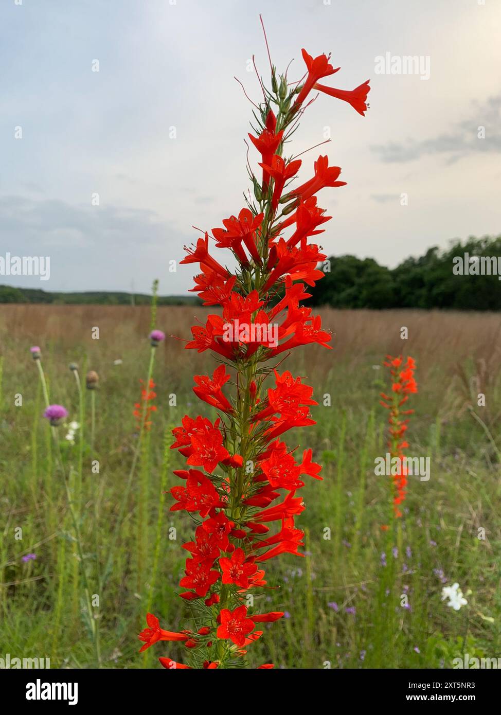 standing cypress (Ipomopsis rubra) Plantae Stock Photo - Alamy