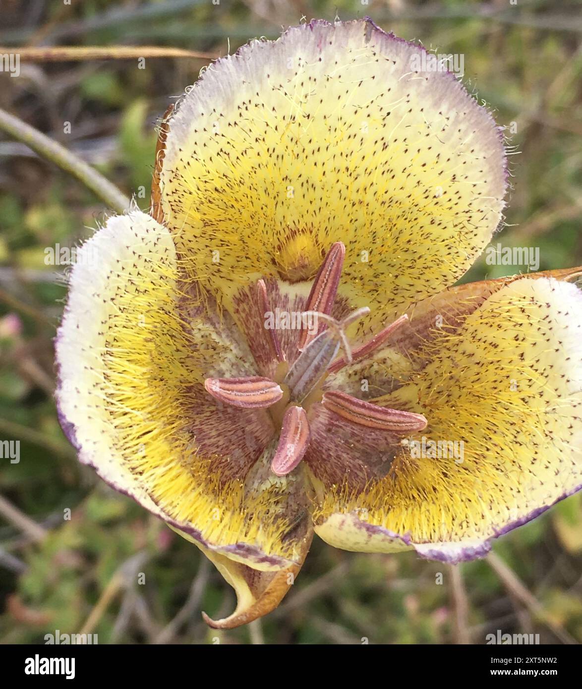 intermediate mariposa lily (Calochortus weedii intermedius) Plantae ...