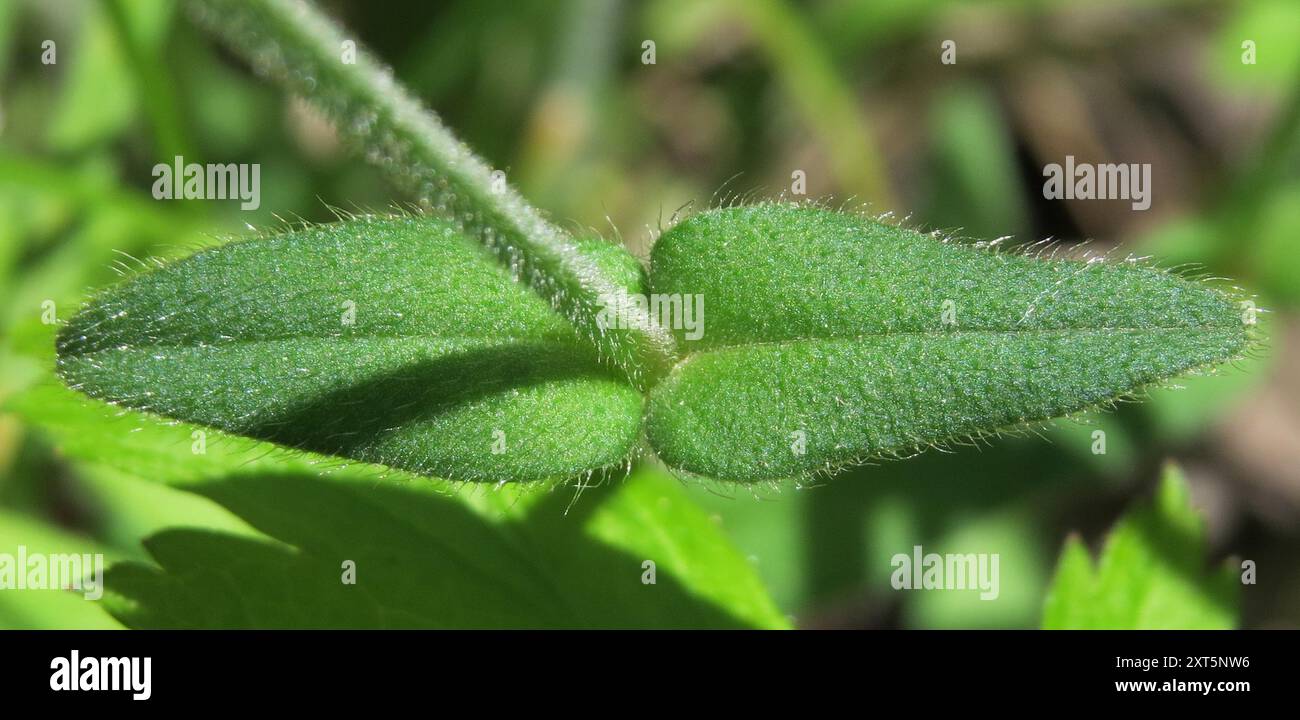 Common mouse-ear chickweed (Cerastium fontanum) Plantae Stock Photo - Alamy