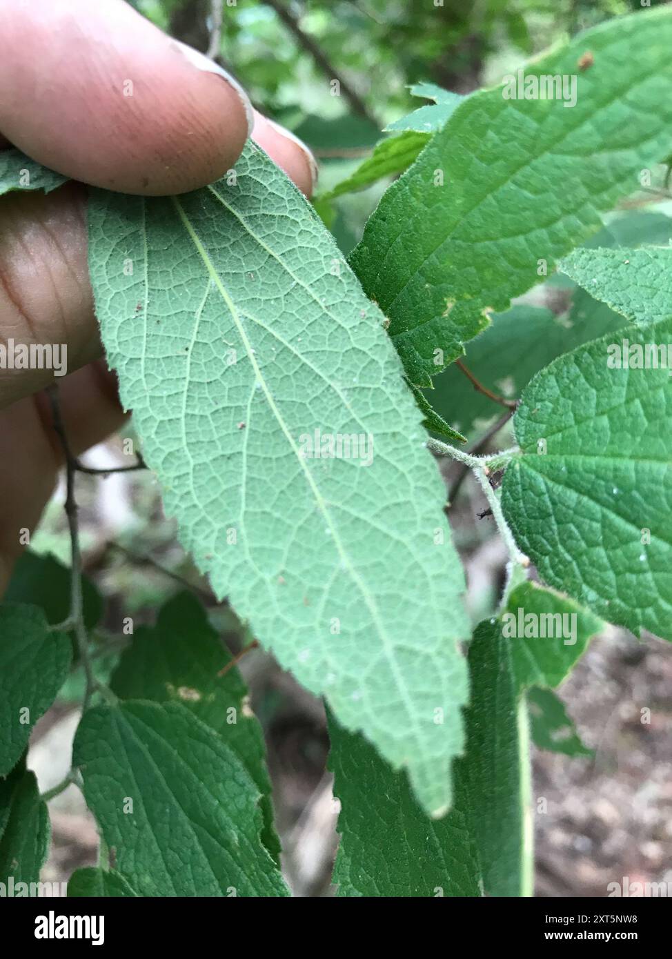netleaf hackberry (Celtis reticulata) Plantae Stock Photo - Alamy