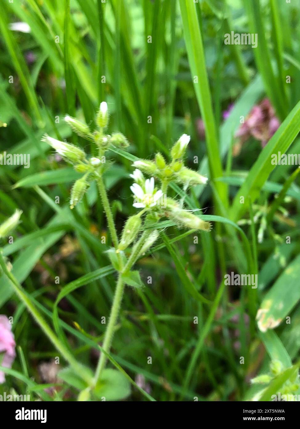 Sticky mouse-ear chickweed (Cerastium glomeratum) Plantae Stock Photo ...