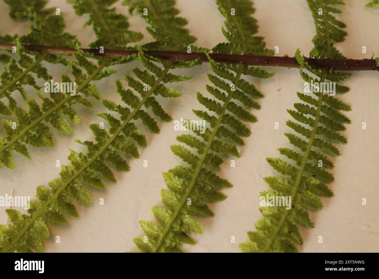 lady fern (Athyrium filix-femina) Plantae Stock Photo - Alamy