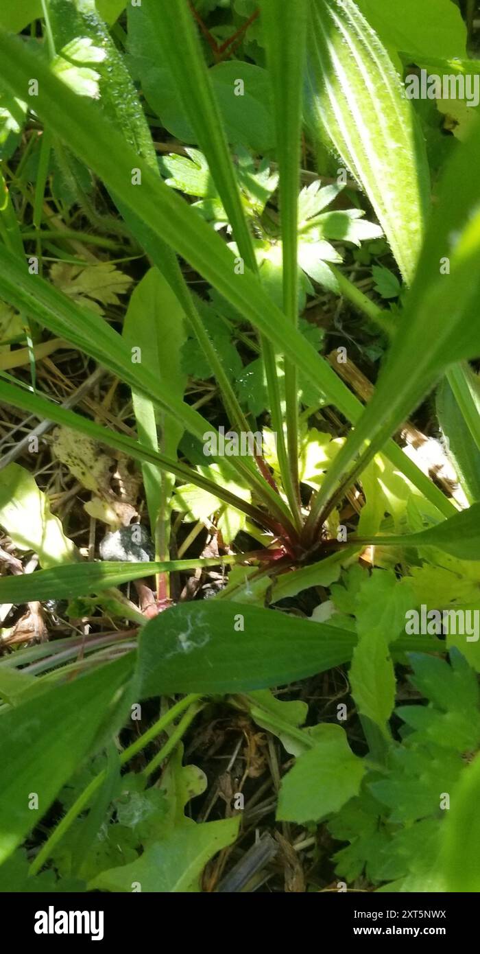 ribwort plantain (Plantago lanceolata) Plantae Stock Photo - Alamy