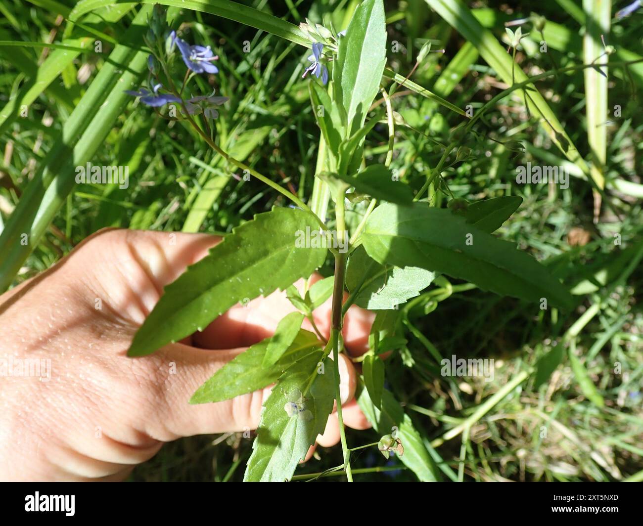 American brooklime (Veronica americana) Plantae Stock Photo - Alamy