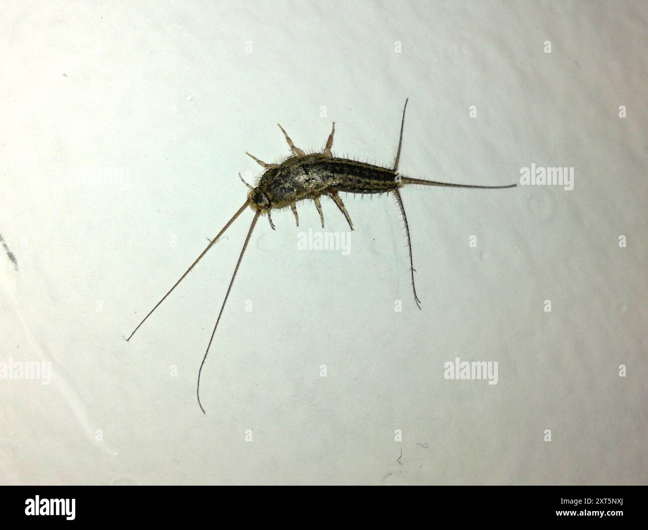 Four-lined Silverfish (Ctenolepisma lineatum) Insecta Stock Photo - Alamy