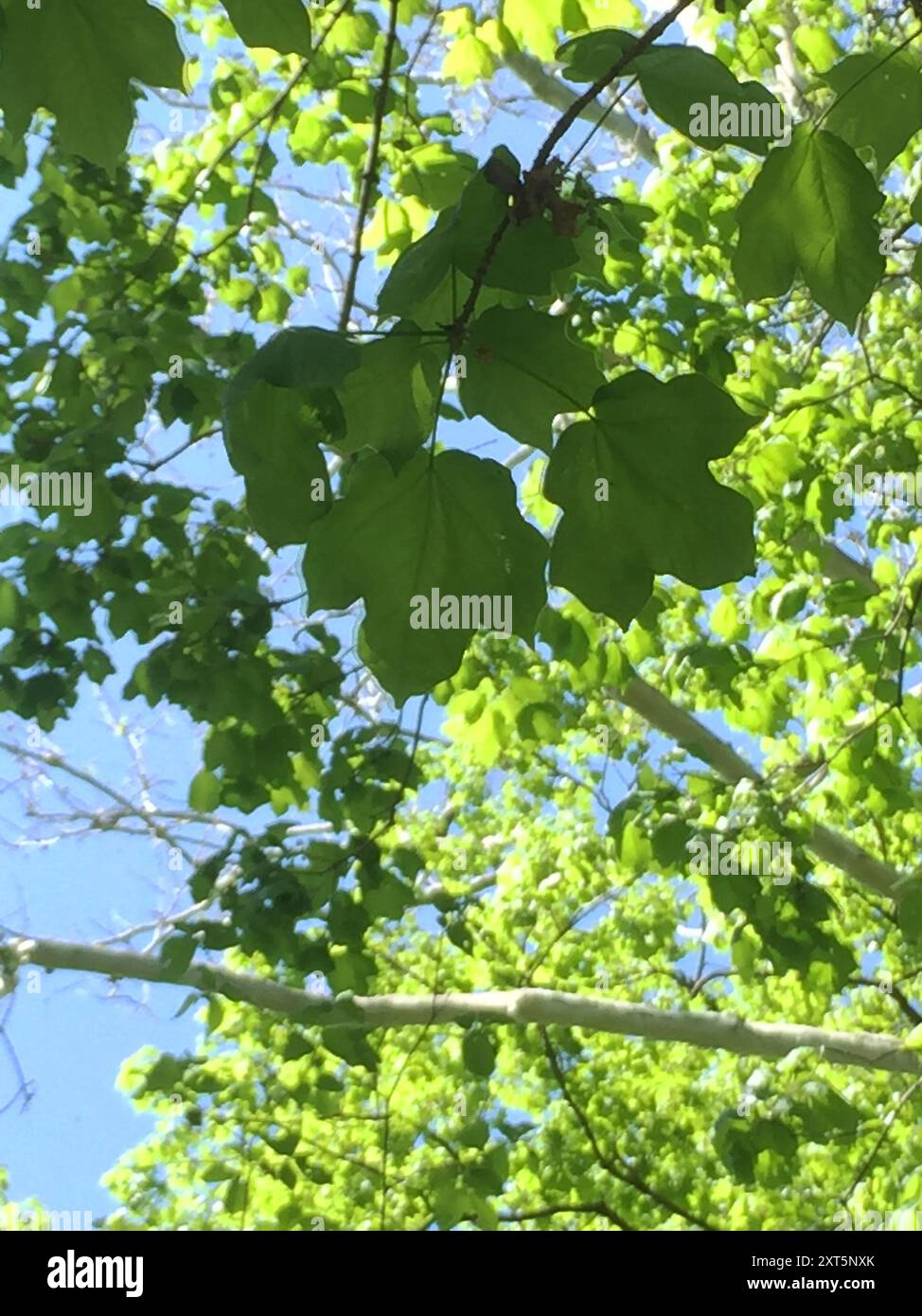 black maple (Acer nigrum) Plantae Stock Photo - Alamy
