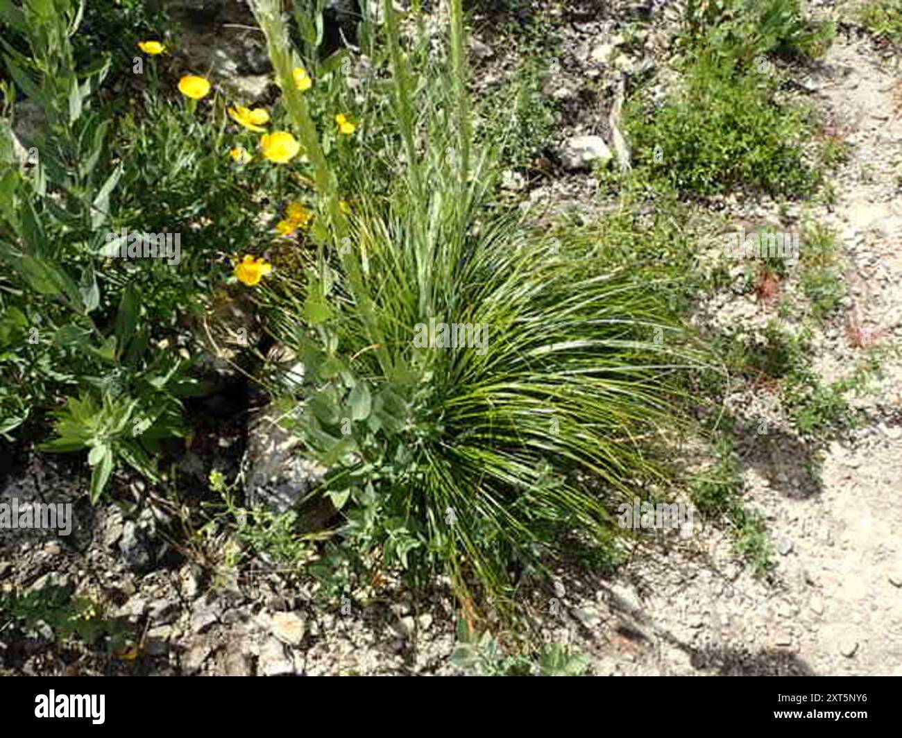 common beargrass (Xerophyllum tenax) Plantae Stock Photo - Alamy
