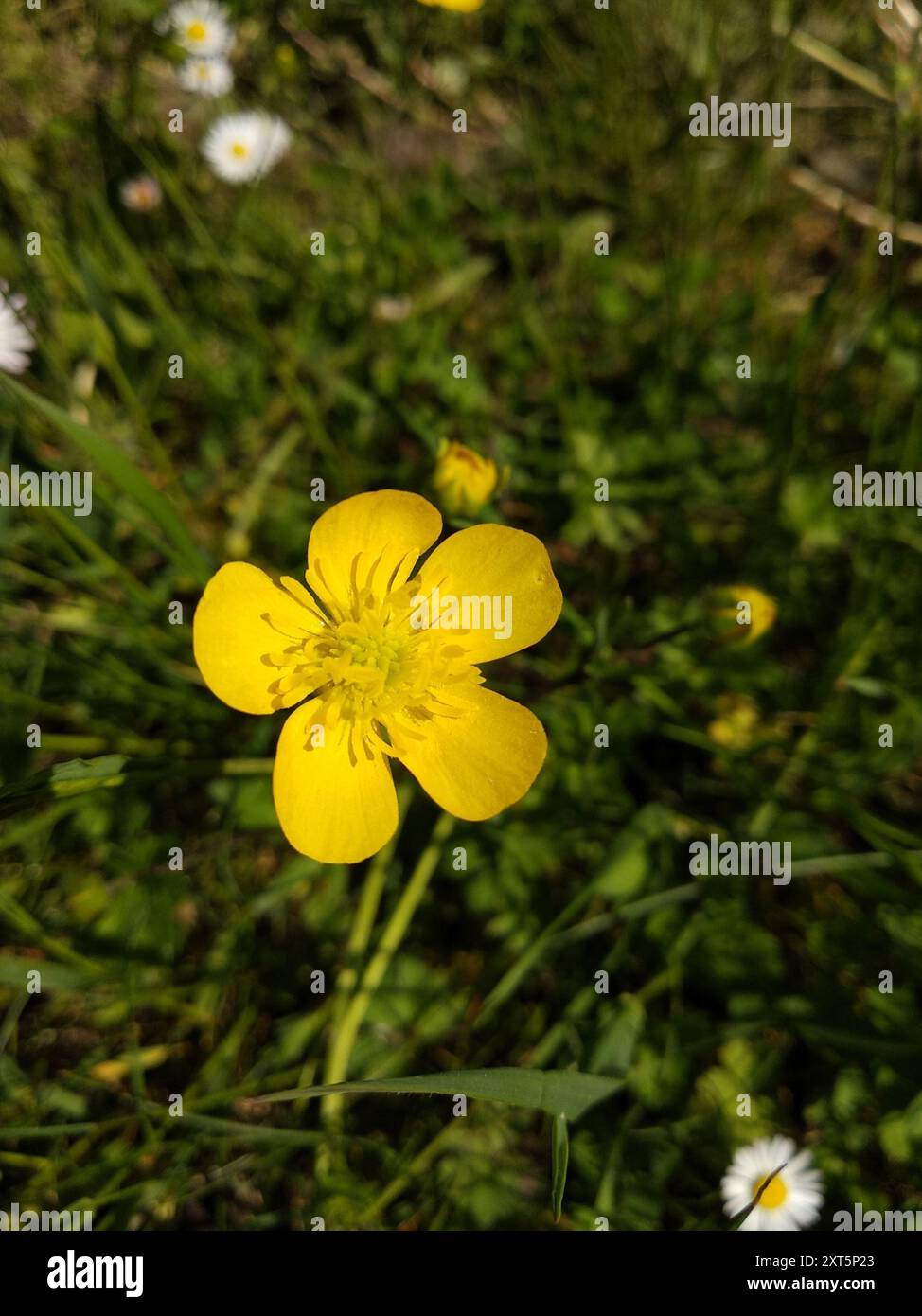 bulbous buttercup (Ranunculus bulbosus) Plantae Stock Photo - Alamy