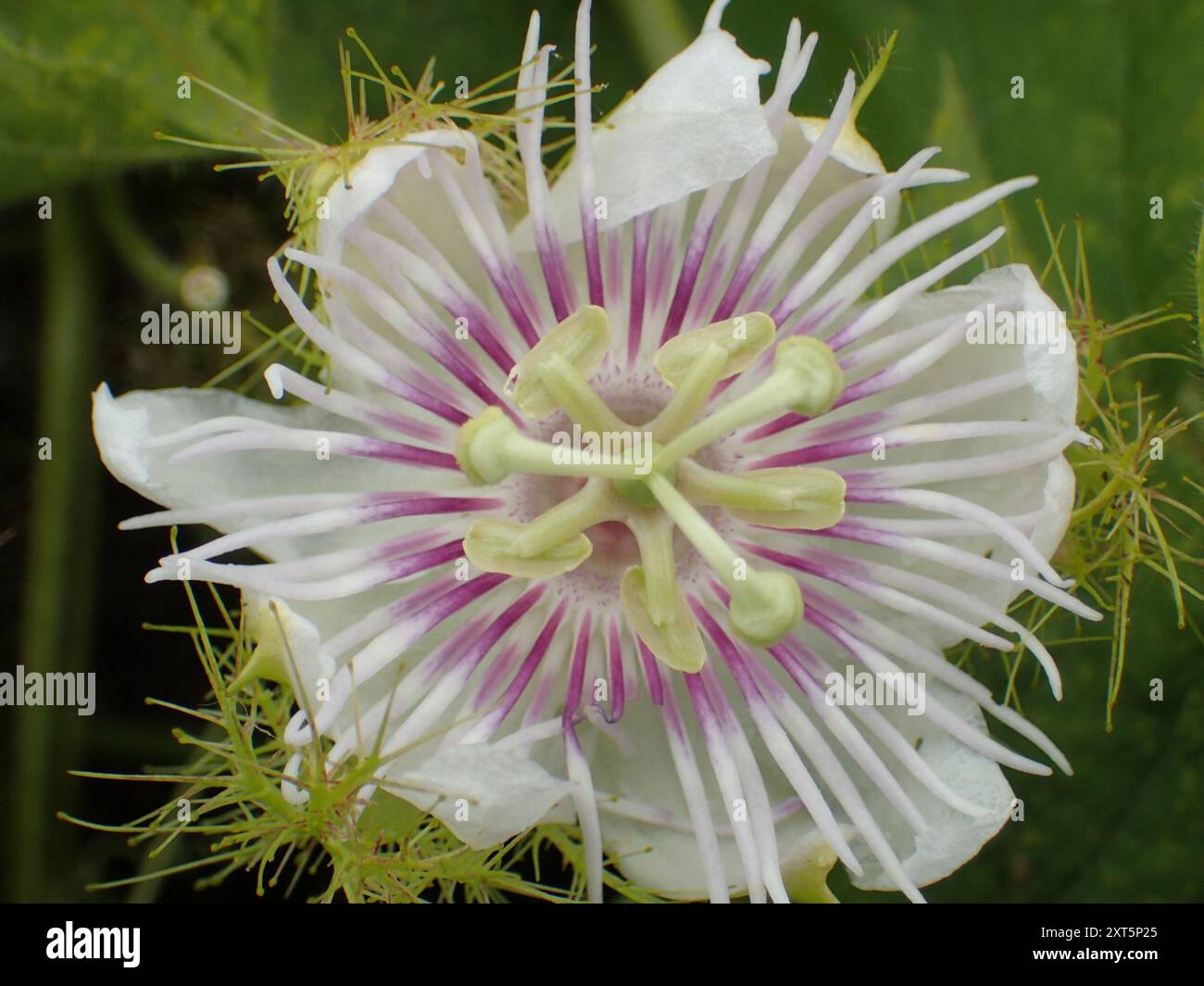 (Passiflora vesicaria) Plantae Stock Photo - Alamy
