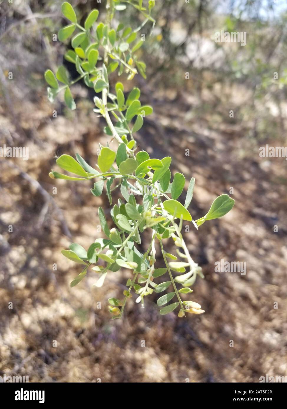 desert ironwood (Olneya tesota) Plantae Stock Photo - Alamy