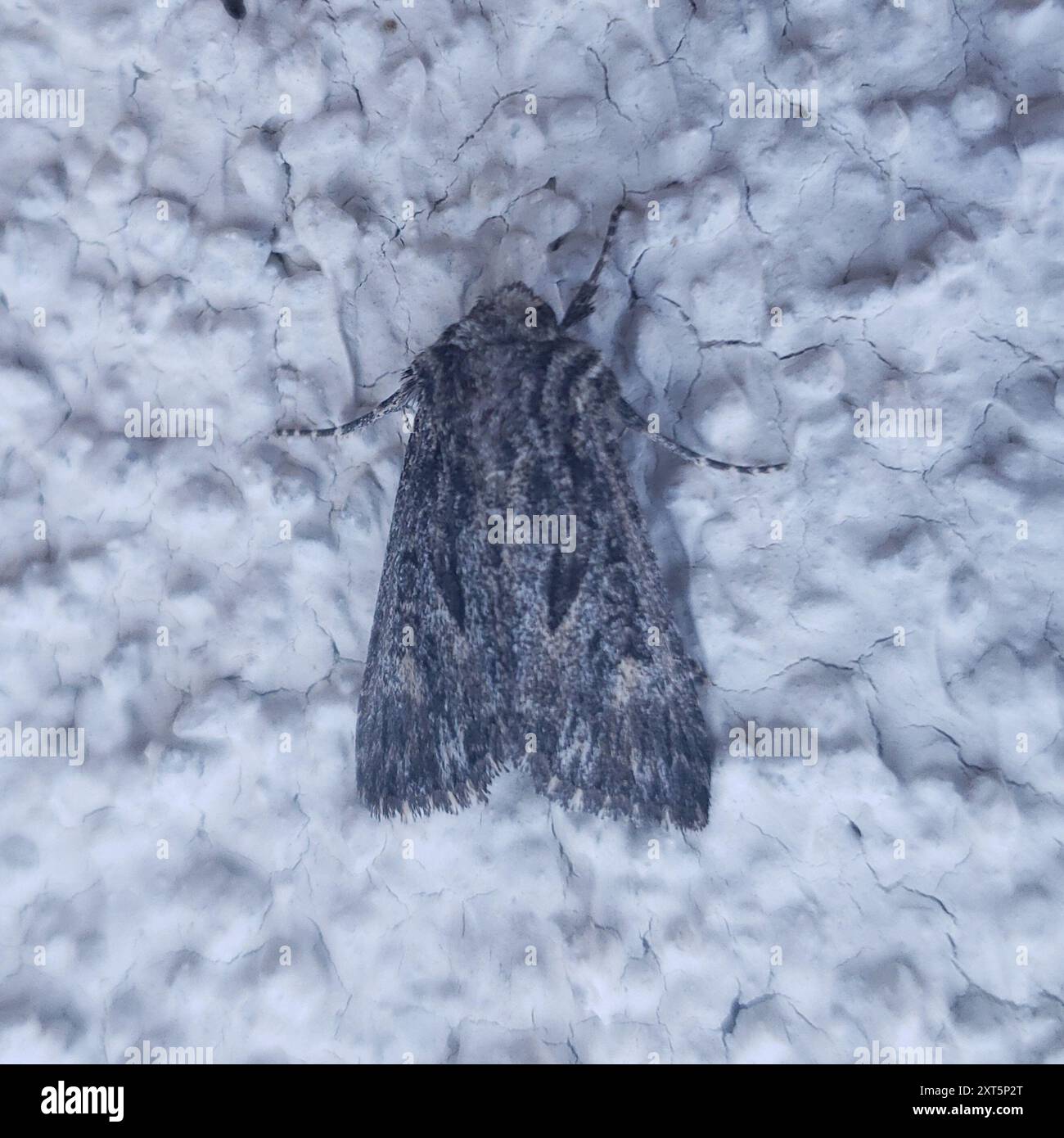 Cutworms and Dart Moths (Noctuinae) Insecta Stock Photo - Alamy