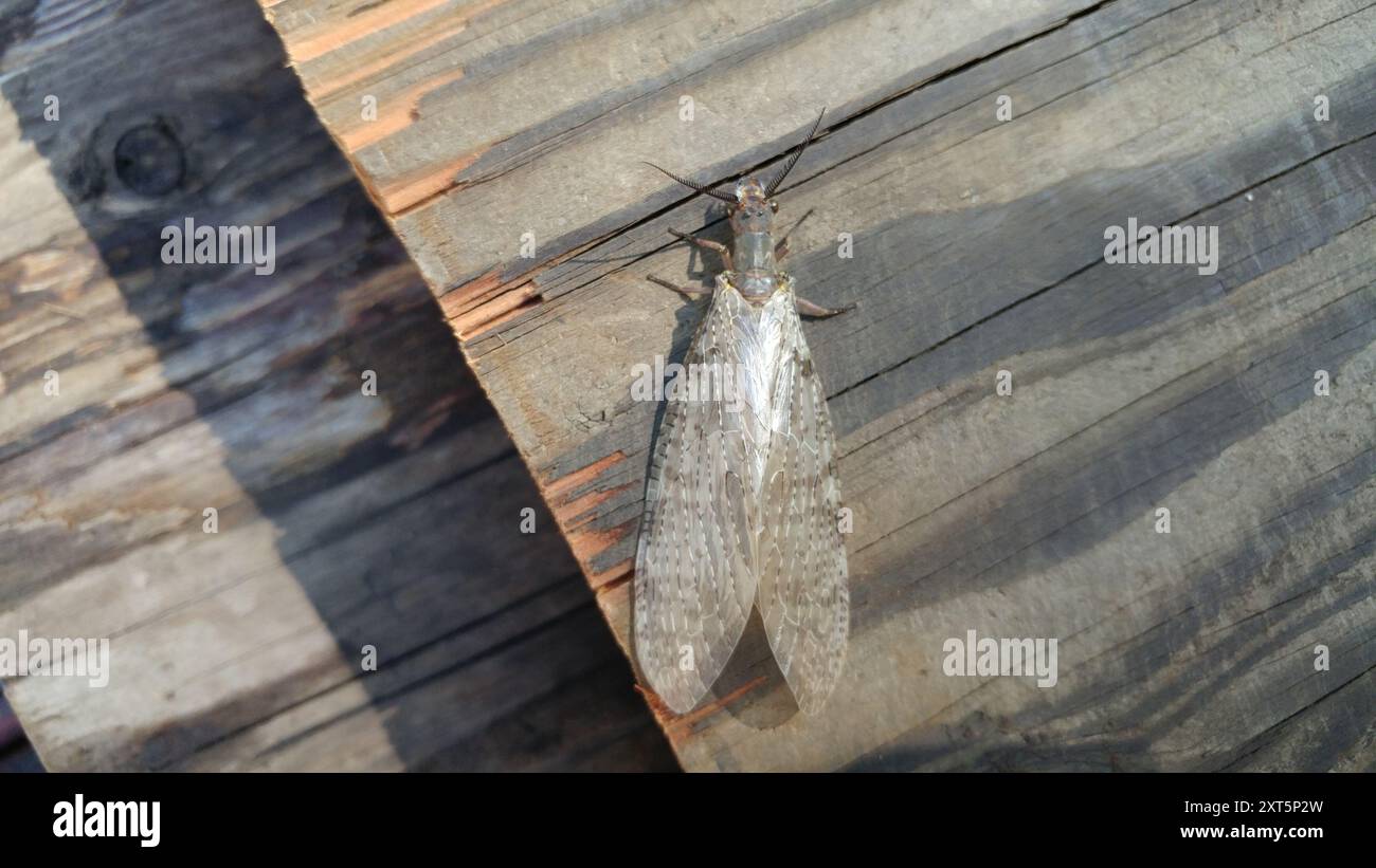 Summer Fishfly (Chauliodes pectinicornis) Insecta Stock Photo - Alamy