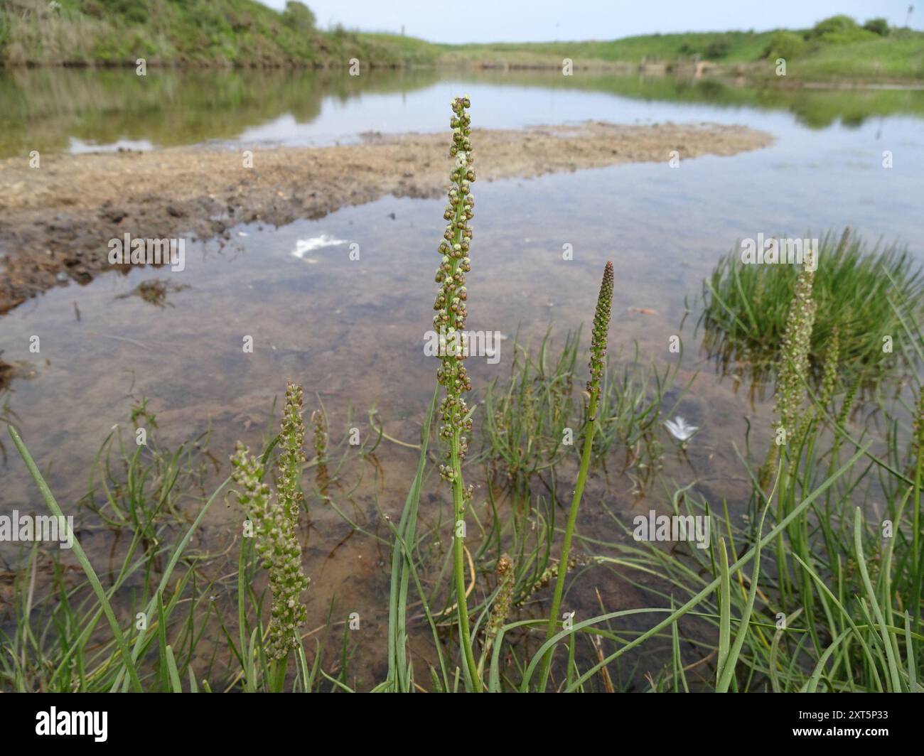 common arrowgrass (Triglochin maritima) Plantae Stock Photo - Alamy