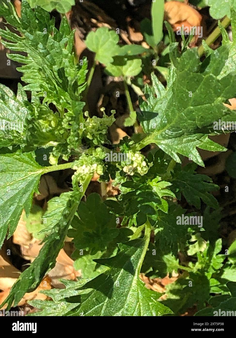 Dwarf Nettle (Urtica urens) Plantae Stock Photo - Alamy