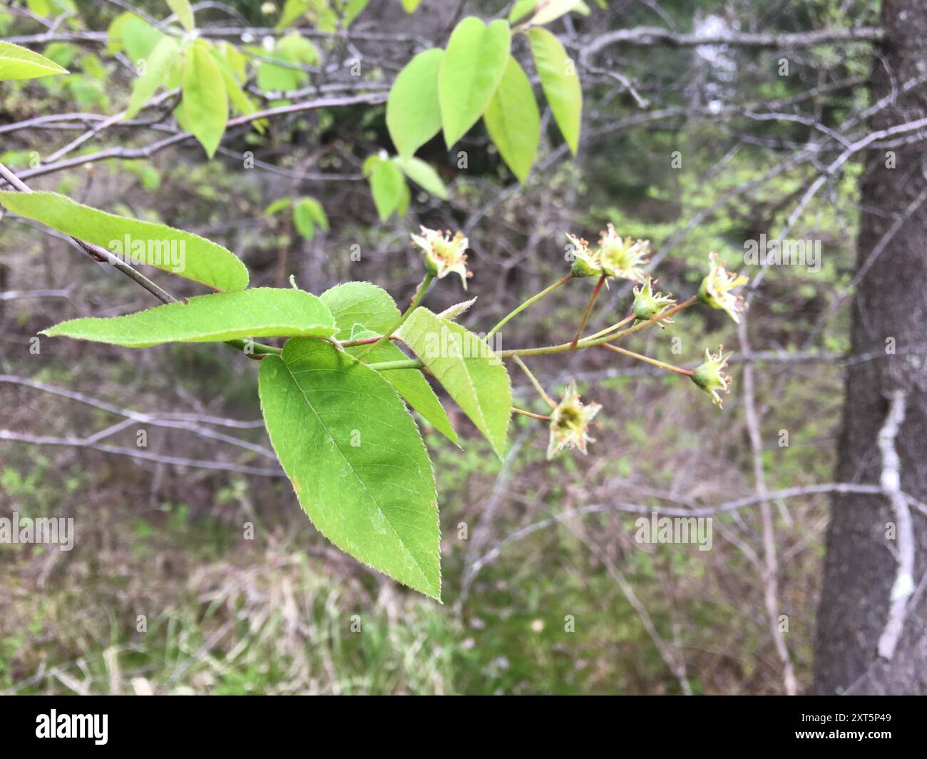 common serviceberry (Amelanchier arborea) Plantae Stock Photo - Alamy