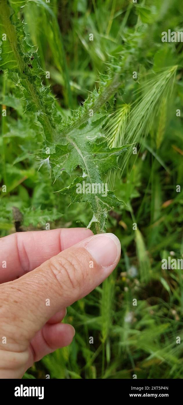 Italian thistle (Carduus pycnocephalus) Plantae Stock Photo - Alamy