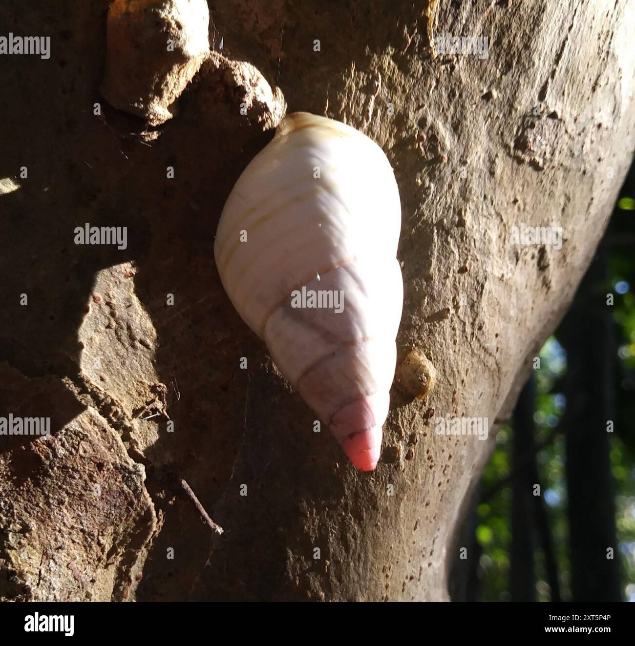 Florida Tree Snail (Liguus fasciatus) Mollusca Stock Photo - Alamy