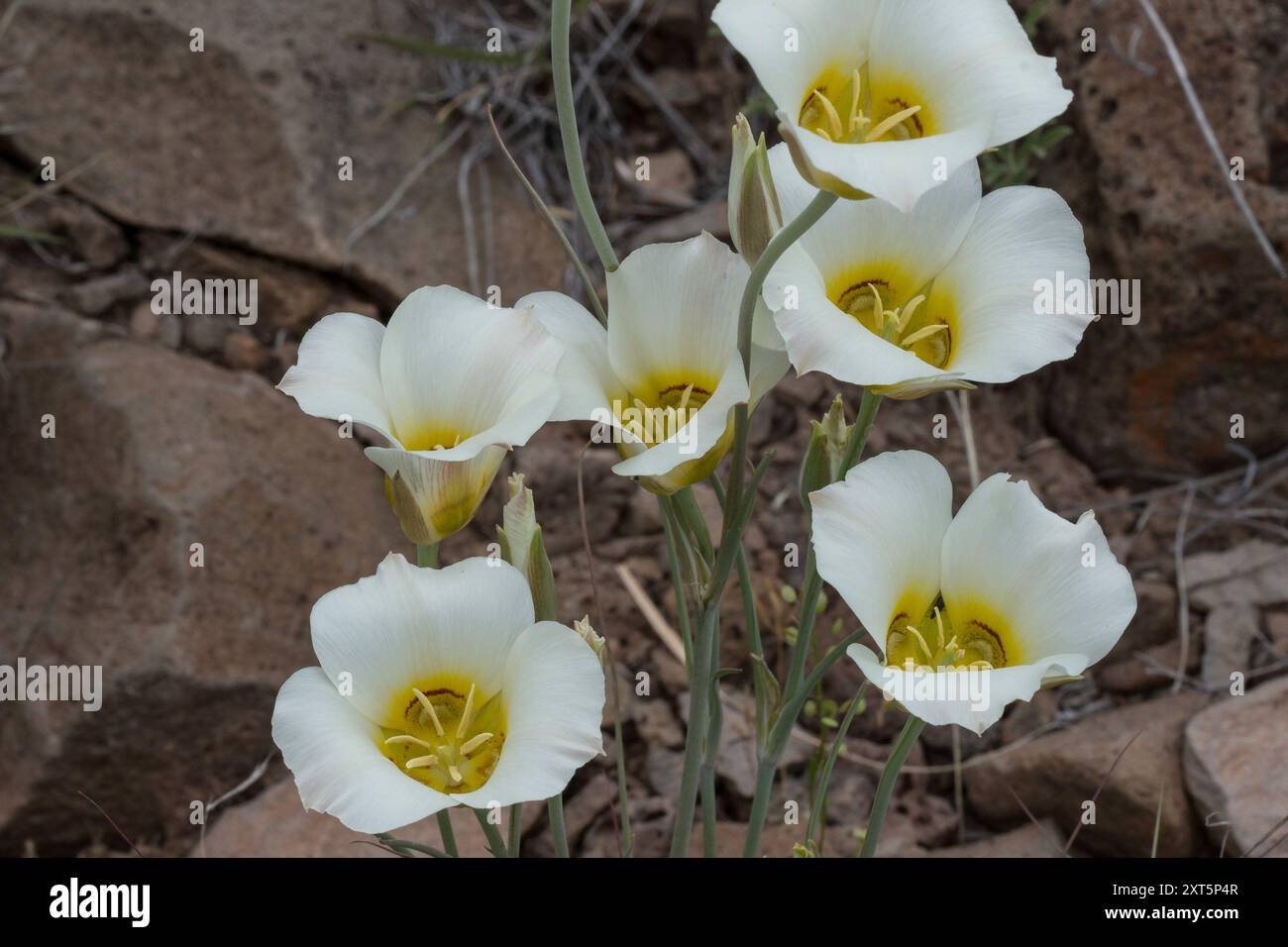 Sego lily calochortus nuttallii hi-res stock photography and images - Alamy