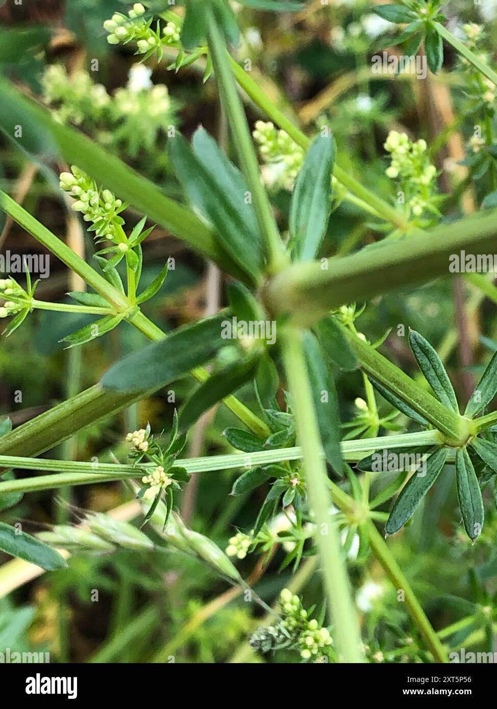 white bedstraw (Galium album) Plantae Stock Photo - Alamy