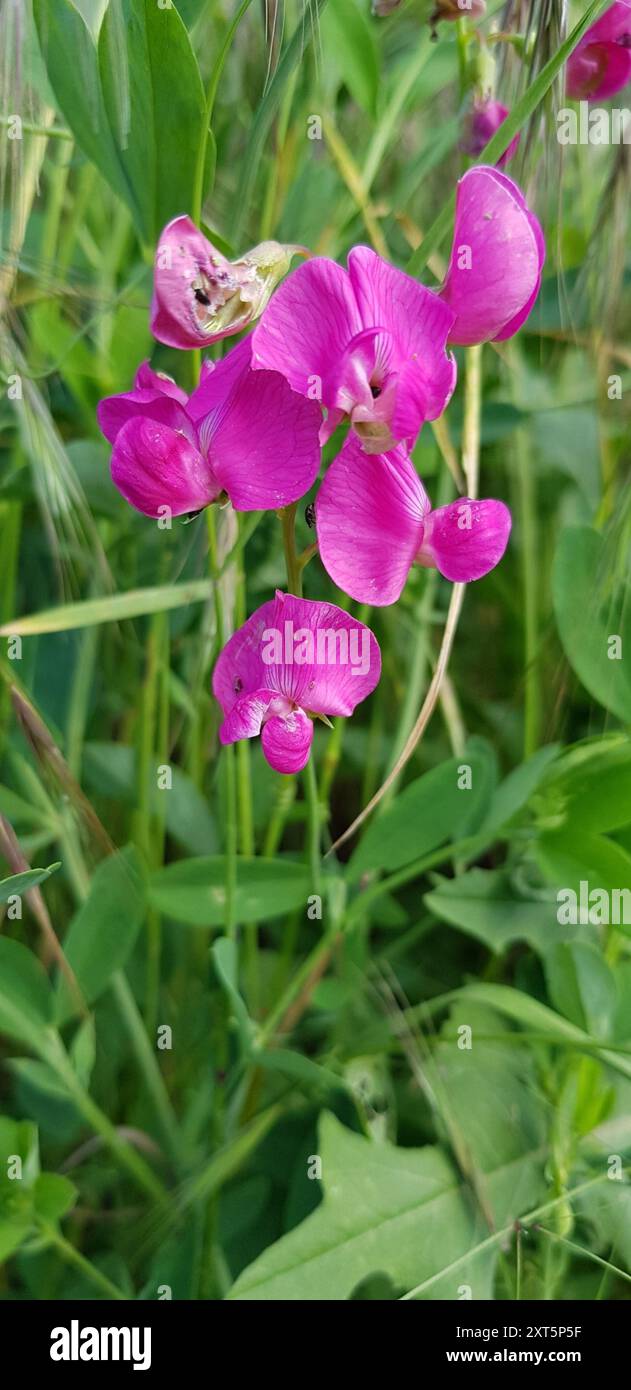 tuberous pea (Lathyrus tuberosus) Plantae Stock Photo - Alamy
